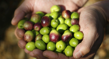 九電工の6次産業への挑戦。直営農園「天草オリーブ園AVILO（アビーロ）」で作るオリーブオイル | VEGETIME